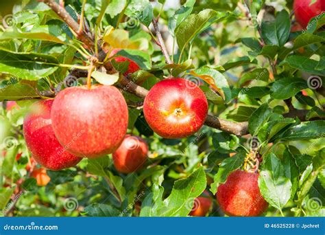 Apple Trees Stock Photo Image Of Delicious Crisp Apples