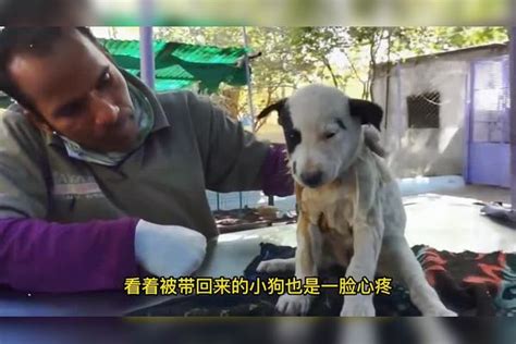 路边受伤的小狗