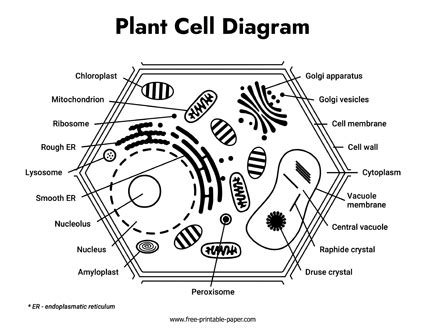 Diagram Of A Cell With Labels Printable Downloadable