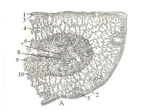 წიწვის აგებულება სიგრძივი ჭრილი Quiz