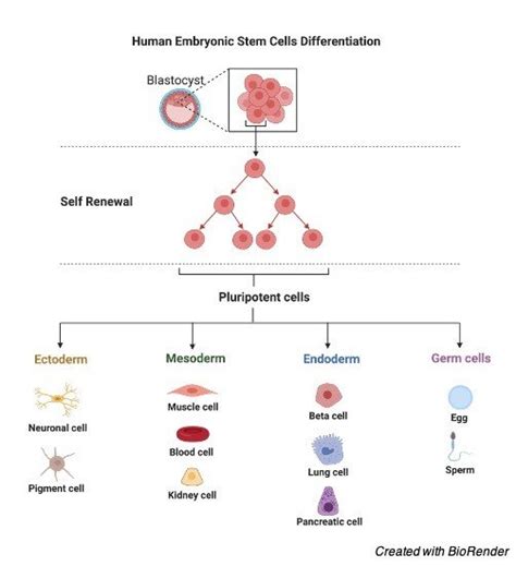 Stem Cells Types Therapy Uses Function I Research Tweet