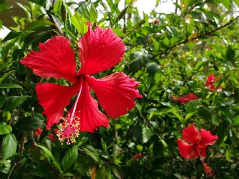 Hibiscus Rosa Sinensis Flower Free Photo On Pixabay Pixabay