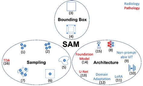 Figure 1 From Exploring Sam Ablations For Enhancing Medical Segmentation In Radiology And