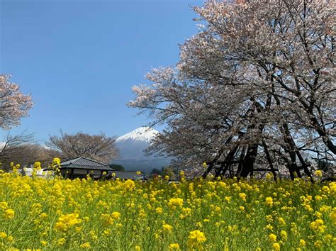 富士宮市観光協会 富士山と桜の撮影スポット 富士宮桜名所マップ