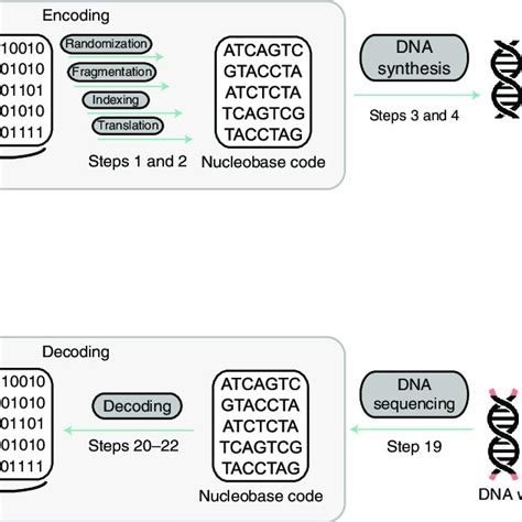 Process Overview Of Dna Data Storage The Protocol Includes The Steps