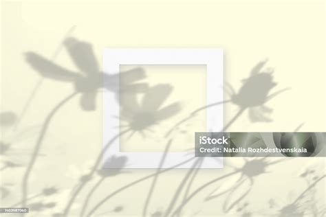 자연광은 노란색 사실 배경에 누워있는 흰색 질감의 종이의 사각형 프레임에 꽃 코스메아의 그림자를 던집니다 식물 그림자의 오버레이로 모의 그림자에 대한 스톡 사진 및 기타