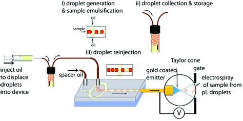 High Throughput Screening Of Complex Biological Samples With Mass Spectrometry From Bulk