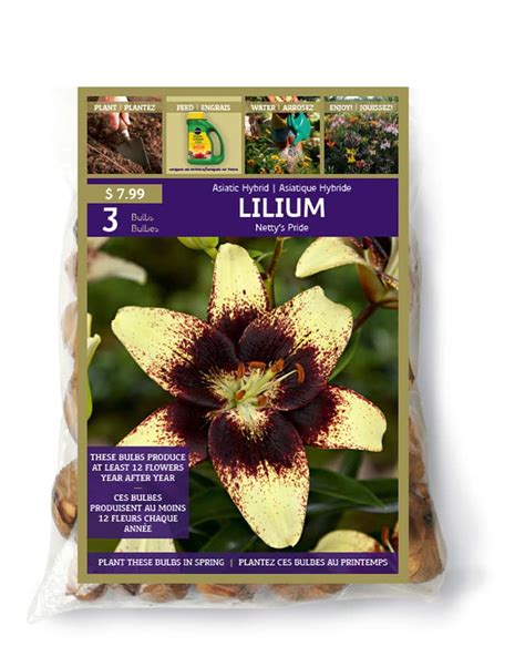 Lilium Asiatic Hybrid Nettys Pride Bulbs Crème Burgundy Canadian Tire