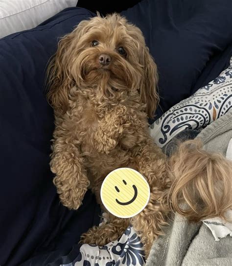 Addicted To Belly Rubs R Cavapoo