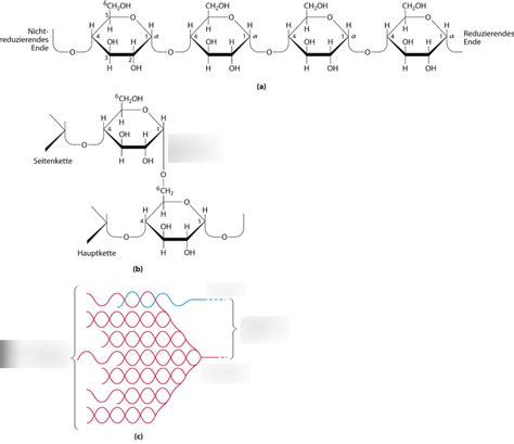 Schaubild „polysaccharide“ Quizlet