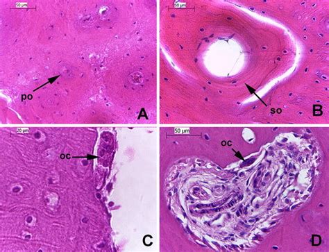 Osteons A Primary Osteon Of Chaetophractus Villosus Hande Stain B