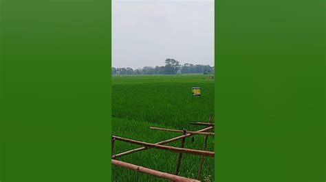 কি অপরূপ গ্রামীণ দৃশ্য Youtube