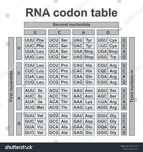 Colorful Designing Rna Codon Table Colorful Stock Vector Royalty Free 2090573146 Shutterstock