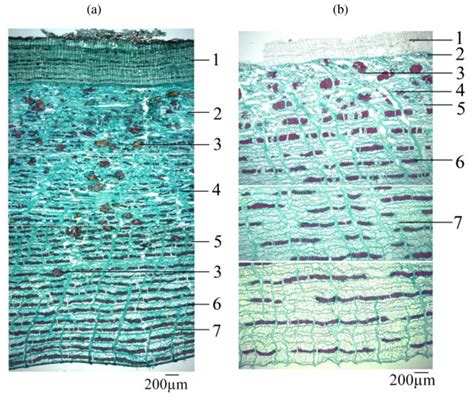 Microscopic Features Of Cross Section A Phellodendron Chinensis
