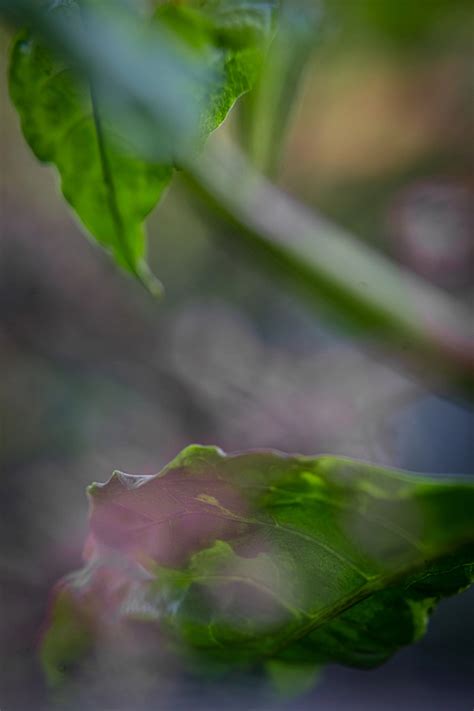 Sara Markese Photographer All About Photo