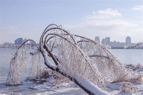 Frozen Broken Tree Branches Covered By Ice After An Ice Storm Stock Photo Image Of Branches