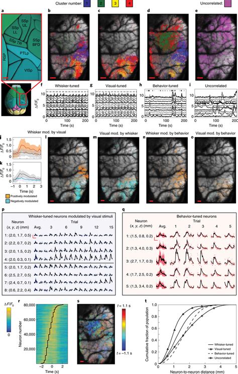 Analysis Of The Activity Of Stimulus Tuned And Behavior Correlated Download Scientific Diagram