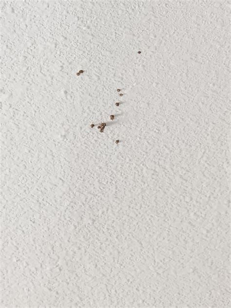 Termite Moth Eggs Rwhatsthisbug