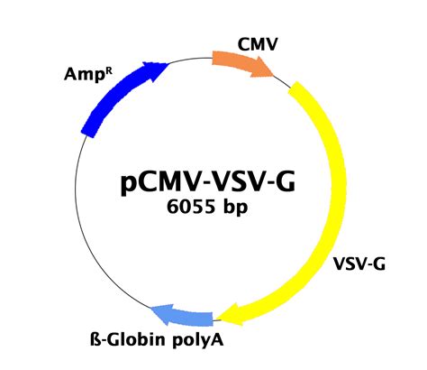 Vsv G Envelope Vector