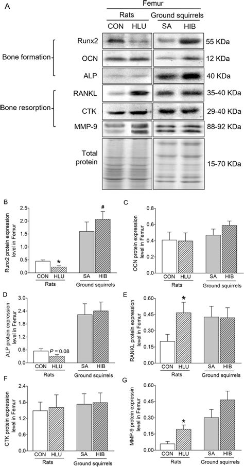 Bone Remodeling Related Protein Expression In Femur A Representative