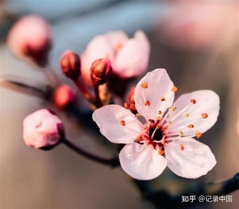 美塞北的杏花开了惊艳了这个季节 知乎