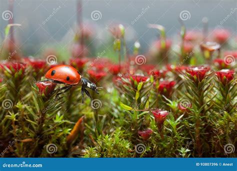 Moss Gametophyte Is The Sexual Phase In The Life Cycle Of Plants Under Microscope Stock Image