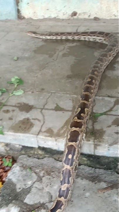 Indian Rock Python 🐍🐍 Shorts Viral Pythonvideo Pythonshorts Pythonviral Indianpython Youtube