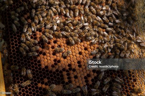 벌집에 벌집에서 일하는 꿀벌 꿀벌 내부 하이브 그들의 젊은에 대 한 밀봉 하 고 열린 세포와 함께 0명에 대한 스톡 사진 및 기타 이미지 Istock