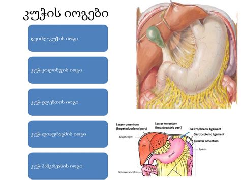 საჭმლის მომნელებელი სისტემა презентация онлайн