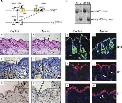 Induced Deletion Of The C Myc Gene In The Adult Mouse Epidermis A Download Scientific