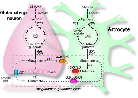 The Glutamate Glutamine Cycle Is Closely Linked To Cellular Energy