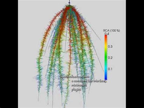 OpenSimRoot Introduction YouTube