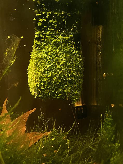Duck Weed Filter Rfishtank