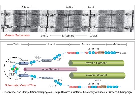 Sarcomere In Cardiac Microscope Labeled