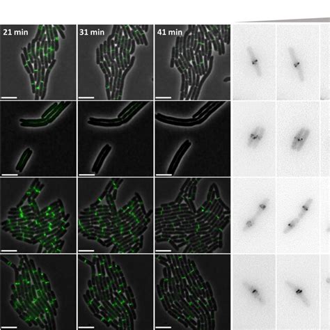 Time Lapse Microscopy Of Bacteria Encoding Fluorescent Ftsz E Coli Download Scientific