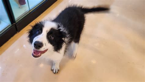 보더콜리 모모 닥스훈트무료입양사이트 도베르만무료입양사이트 말티치무료입양사이트 말티폼무료입양사이트 보더콜리무료입양사이트 프렌치불독무료입양사이트 빠삐용무료입양사이트 파피용무료