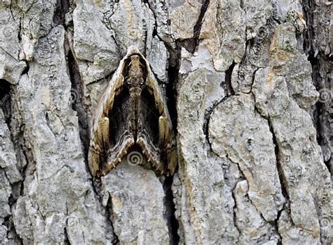 Elm Sphinx Moth Stock Image Image Of Natural Four 278193831