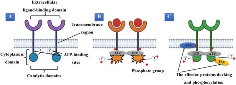 A Inactive Tyrosine Kinase Receptor B Activation Of Receptors Download Scientific Diagram