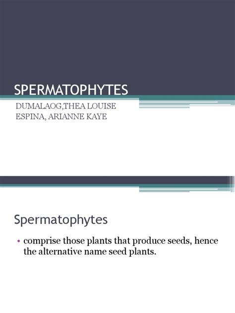 Spermatophytes Pdf Pinophyta Organisms