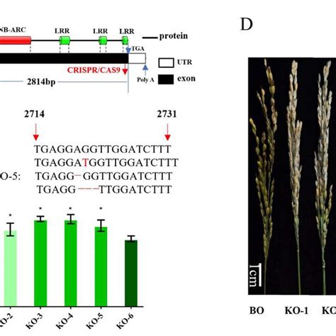 The Phenotype Of T Dna Insertion Mutation Lines Of Pb3 A Schematic