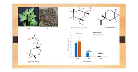 Phytochemical Screening And Gc Ms Analysis Of Methanolic And Aqueous Extracts Of Ocimum