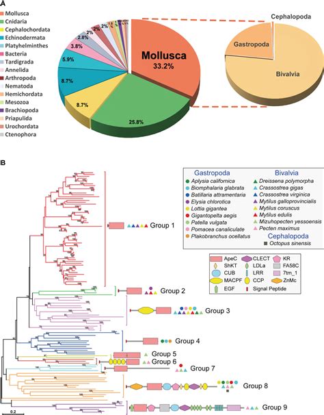 Mollusk Phylogeny Tree