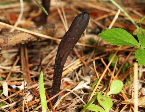Hemileucoglossum Alveolatum · Inaturalist