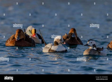 Mallard Duck Male Female Mating Hi Res Stock Photography And Images Alamy