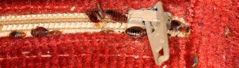 Welcome To The Bed Bug Foundation Bed Bug Foundationbed Bug