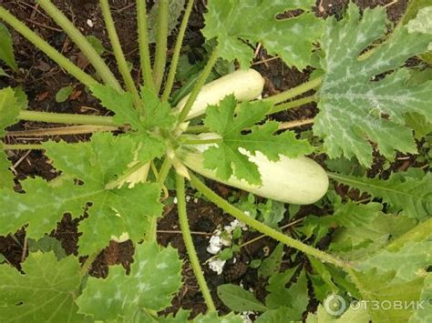 Отзыв о Удобрение Био Комплекс Бокаши Делаю компост кормлю зеленых