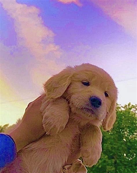 Html Label 태그와 Input태그 개발 블로그