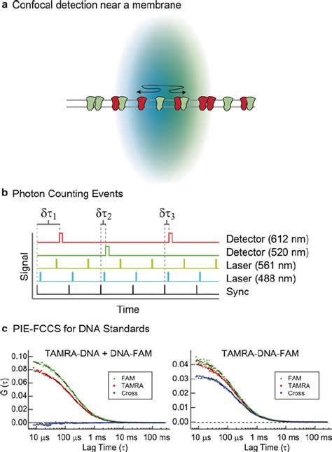 Schematic Of Pie Fccs Experiments A Confocal Detection Near A