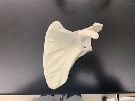 Appendicular Skeleton Lab Flashcards Quizlet