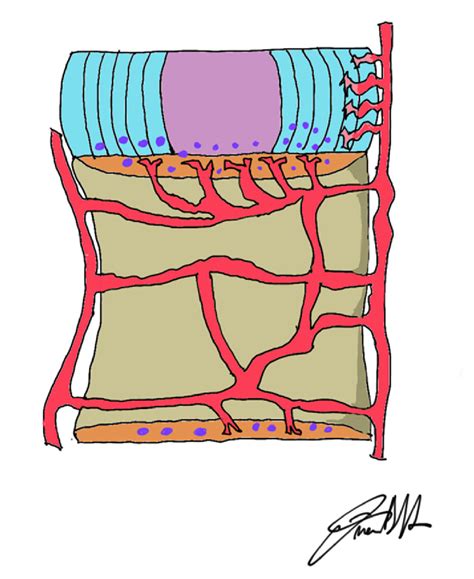 Nutrition Of The Disc Depends Mainly On Diffusion Of The Nutrients Download Scientific Diagram